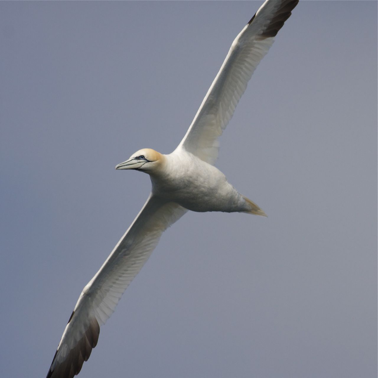 Morgithology: Northern Gannets