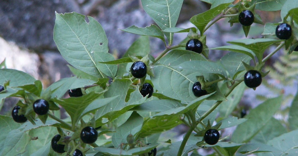 EMS SOLUTIONS INTERNATIONAL by @DrRamonReyesMD marca registrada ...