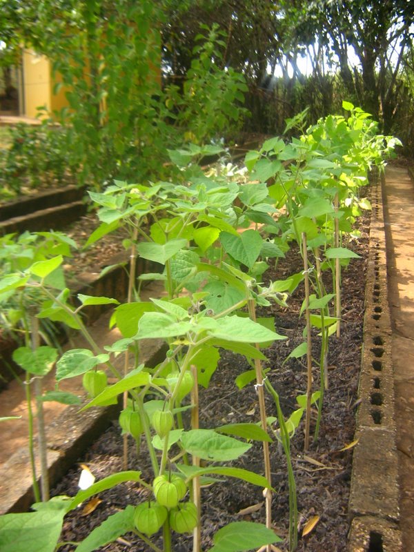 Meu Cantinho Verde: PHYSALIS (Physalis peruviana L.)