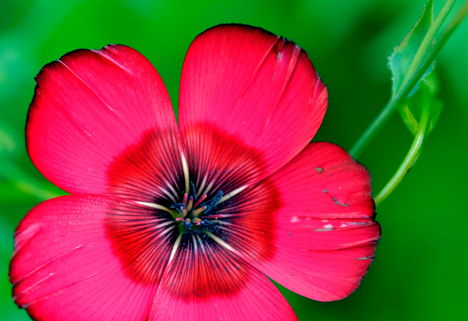 Pictureway: Des petites fleurs de mon jardin, lin rouge et fleur d ...