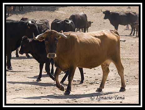 NEGRO ZAHÍNO: Los Colorados de Cuadri.