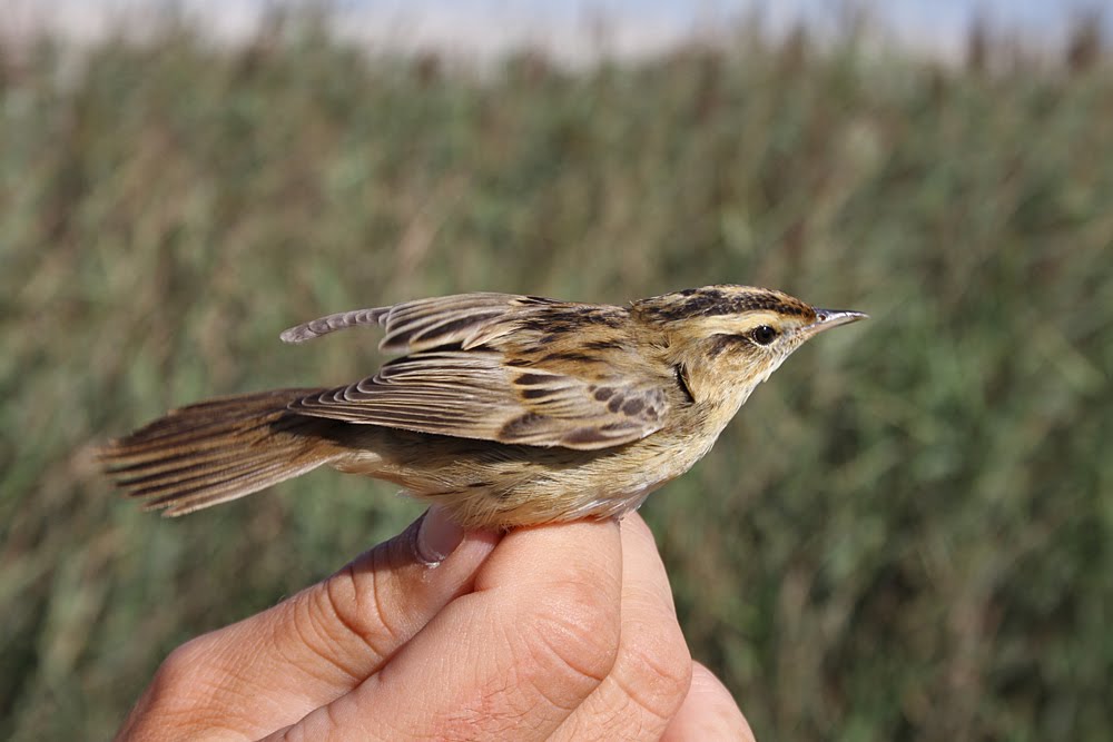 Birding the edge: Aquatic Warbler ringing