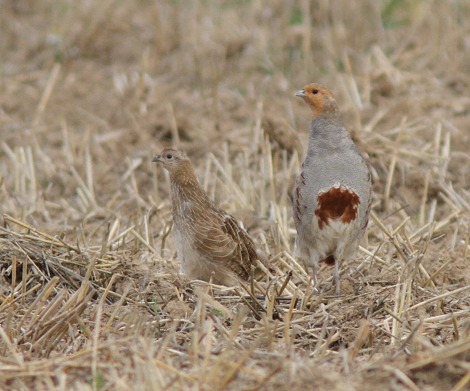 Birding the edge: Photographing partridges before they get hunted