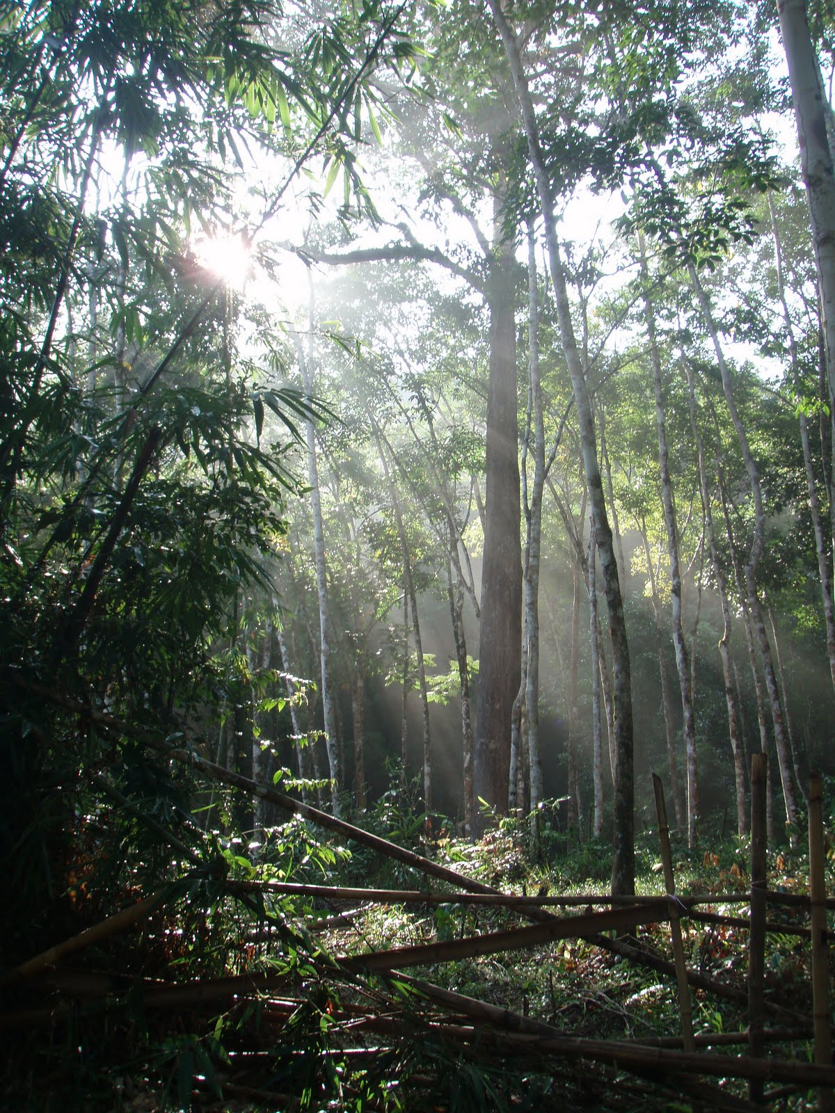 THE QUANTUM SINGULARITY: Gunung Kutu, between Suffering and Relaxation ...