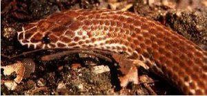 ragam reptil diindonesia: Ular Pelangi