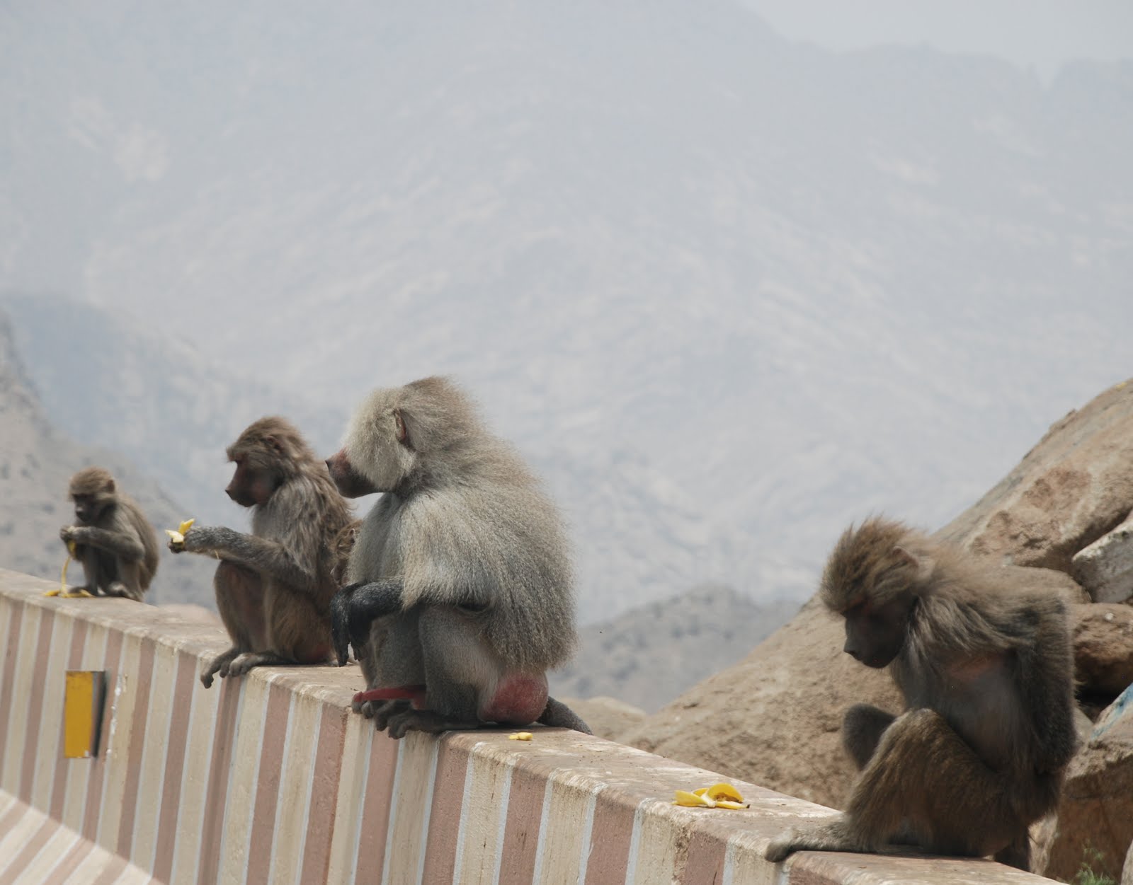 Making Memories on Lister Lane: Fifteen and Counting…in Taif