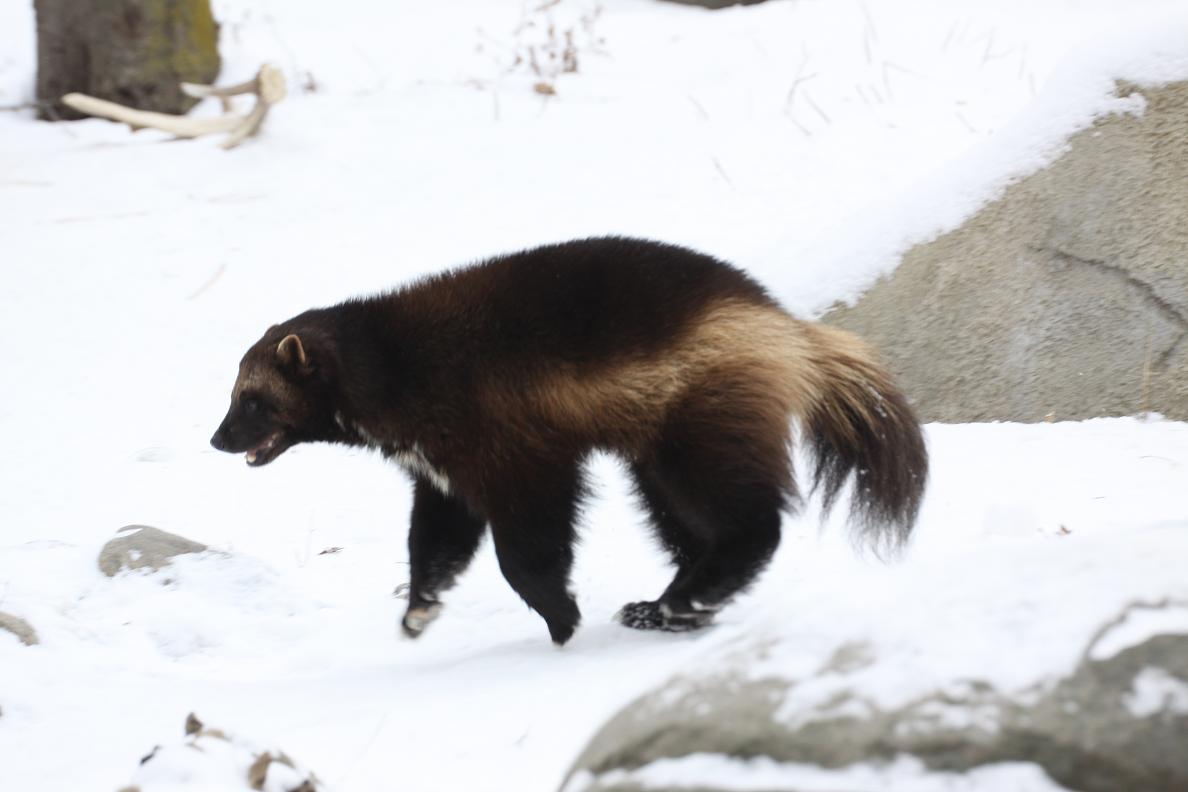 carl hagelin: Know Your Mascot - The Wolverine