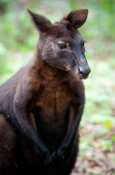 The Mysterious Black Wallaroo | Featured Creature