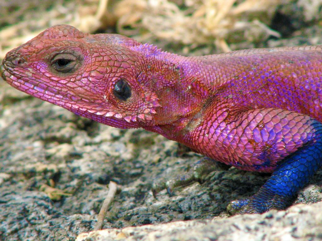 A Reptilian Spider Man: Mwanza Flat-headed Agama | Featured Creature