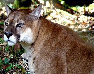 Pergaminho Científico: Postagem Especial: A História da Suçuarana em ...