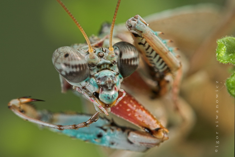 Cool Pictures of Alien Insects - Insect Macro Photography