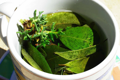Drinks Around the World: Coca Tea (Peru): Travel Wonders