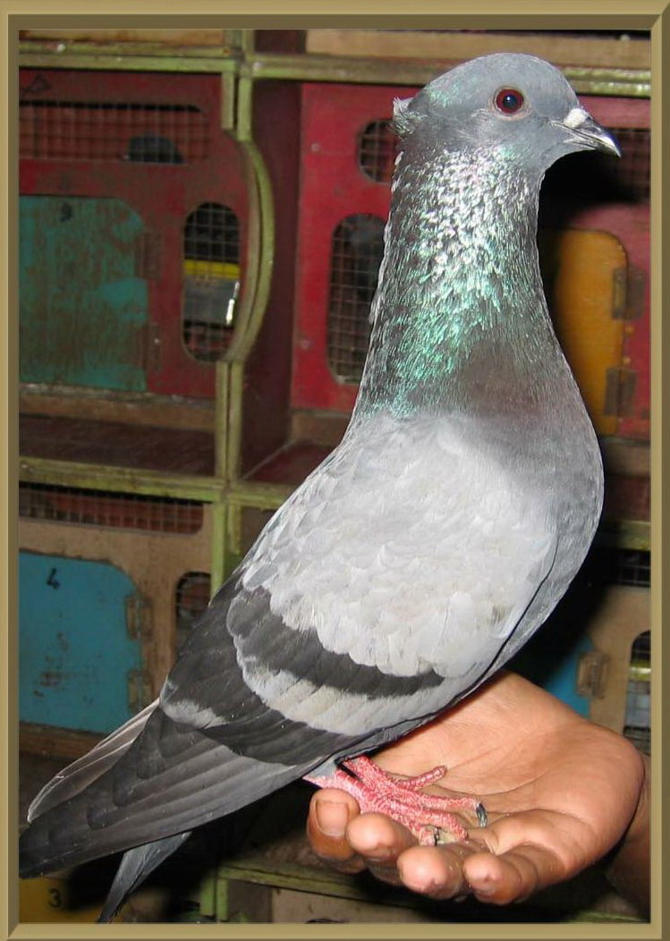 penggemar merpati tinggi metro lampung