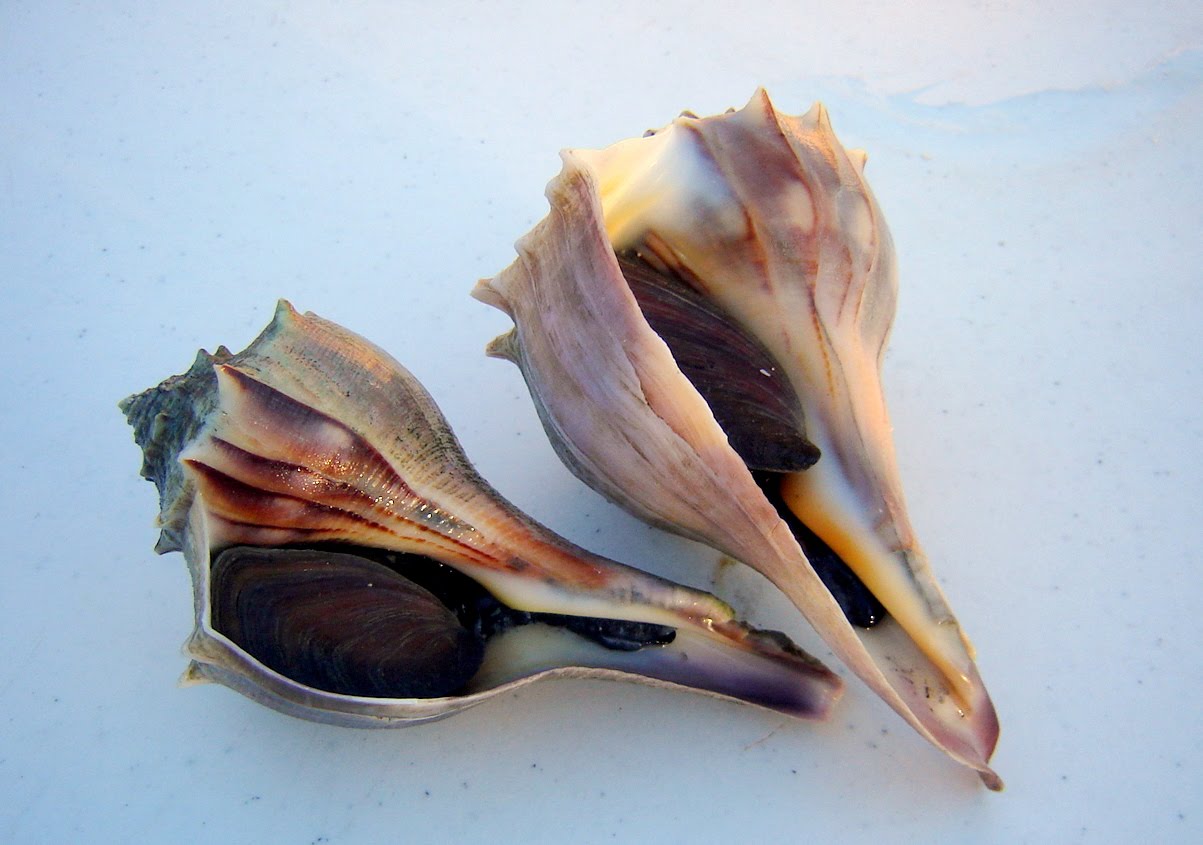 professor fish heads: Whelks, clams, and periwinkles (oysters, too)