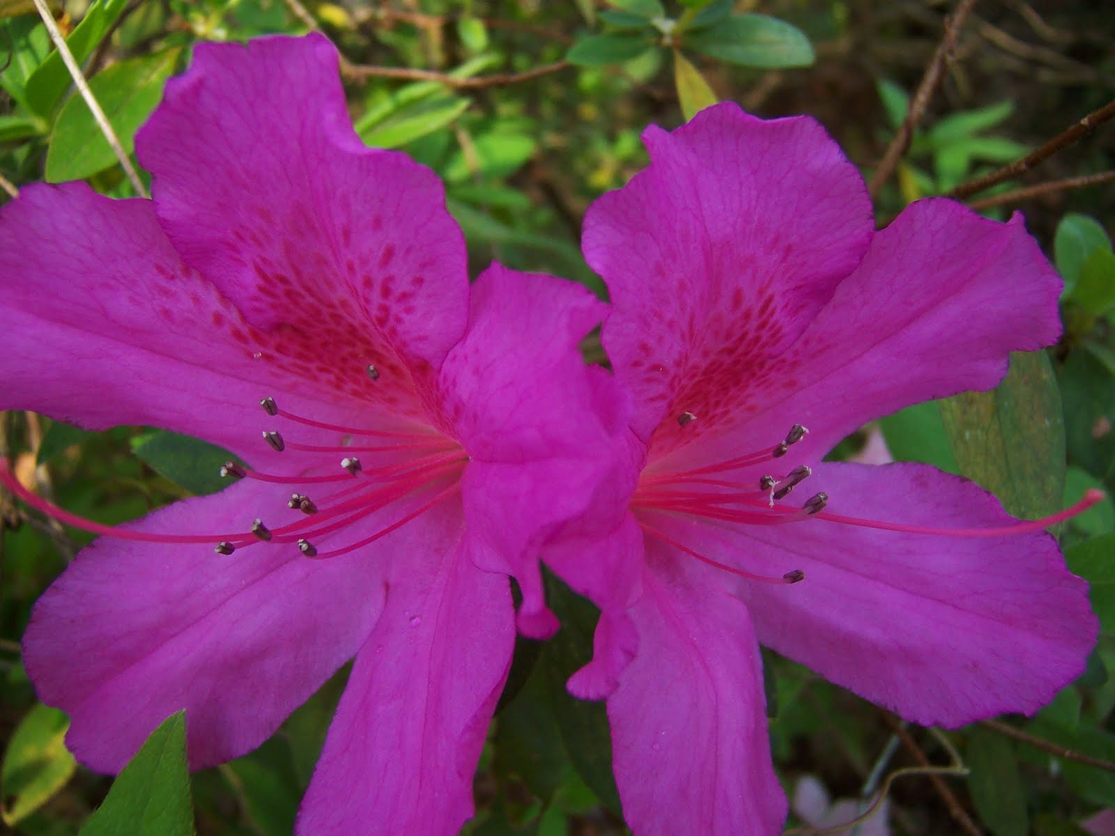 Greene Earth Originals: Azaleas, cats, collage in progress...and finished!