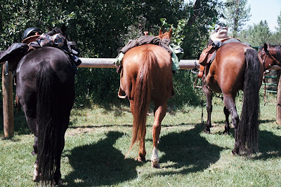 The Pedigree Artist: My Montana Vacation