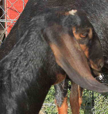 Easy Living the Hard Way: Milk Goiter