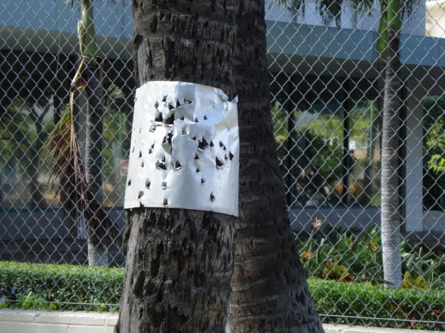 Just JoeP: To keep the rats from climbing the trees...