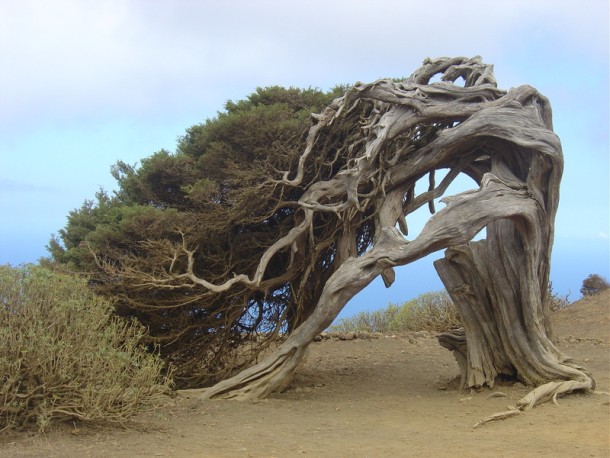 Collection of 10 Strangest Trees on Earth | Weird Things, Weird ...