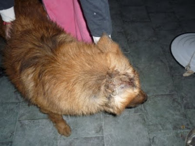 PROTEGER ZONA SUR: NOVEDADES PERROS DE LA BOCA