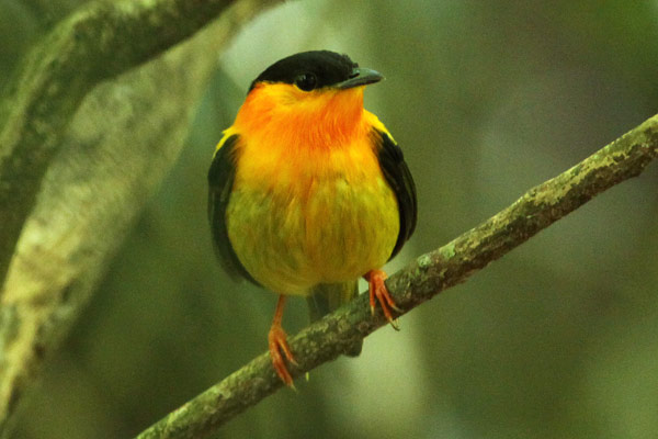 Orange collared manakin - Alchetron, the free social encyclopedia