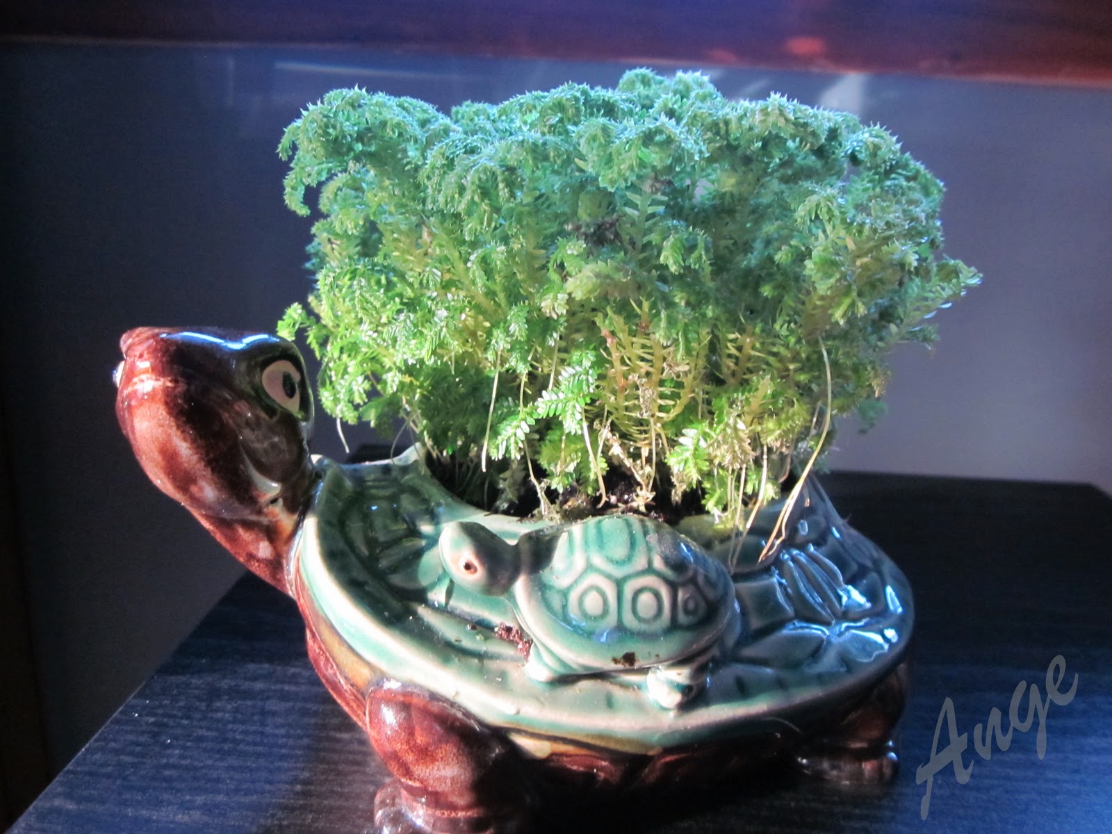 ~The Daily Turtle~: #7 Turtle planter