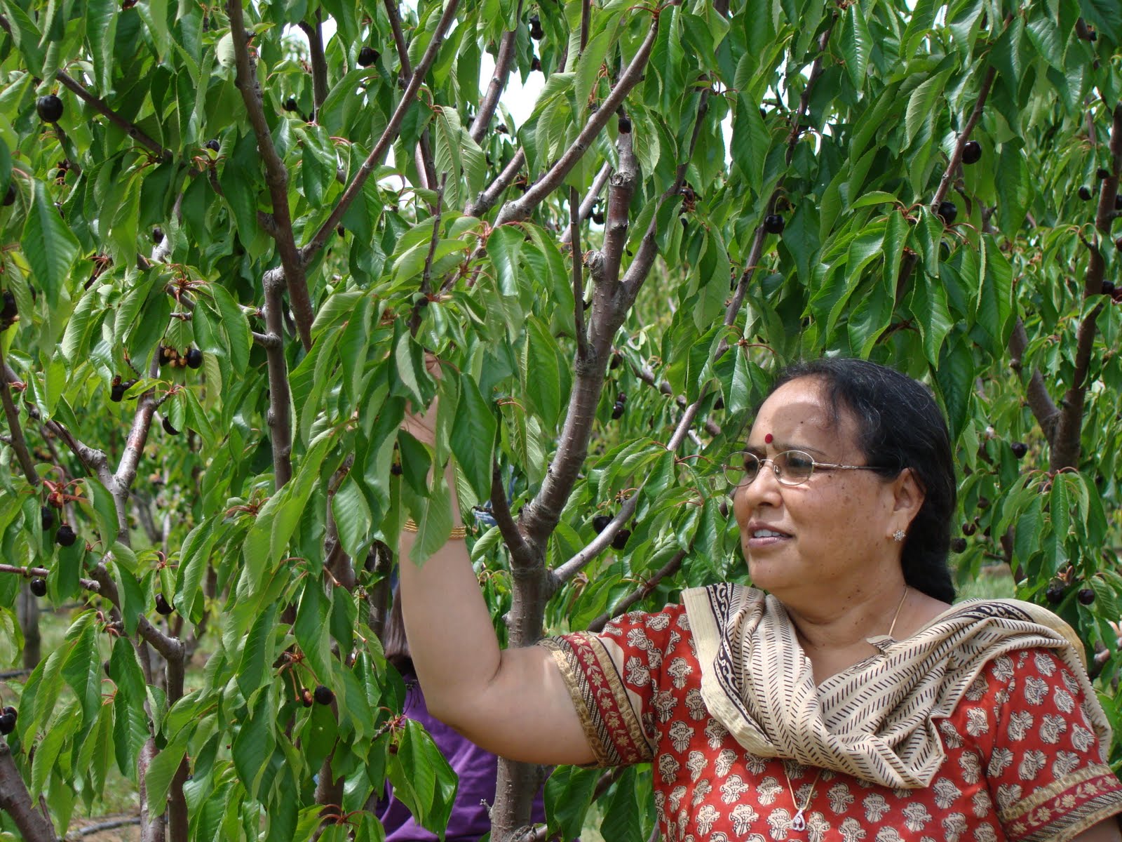 अजित गुप्‍ता का कोना: चेरी पीकिंग – cherry picking अमेरिका में चेरियों ...
