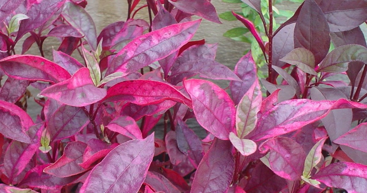 STEPH'S GREEN SPACE | My Green Stories | My Garden: Brazilian Red Hot ...