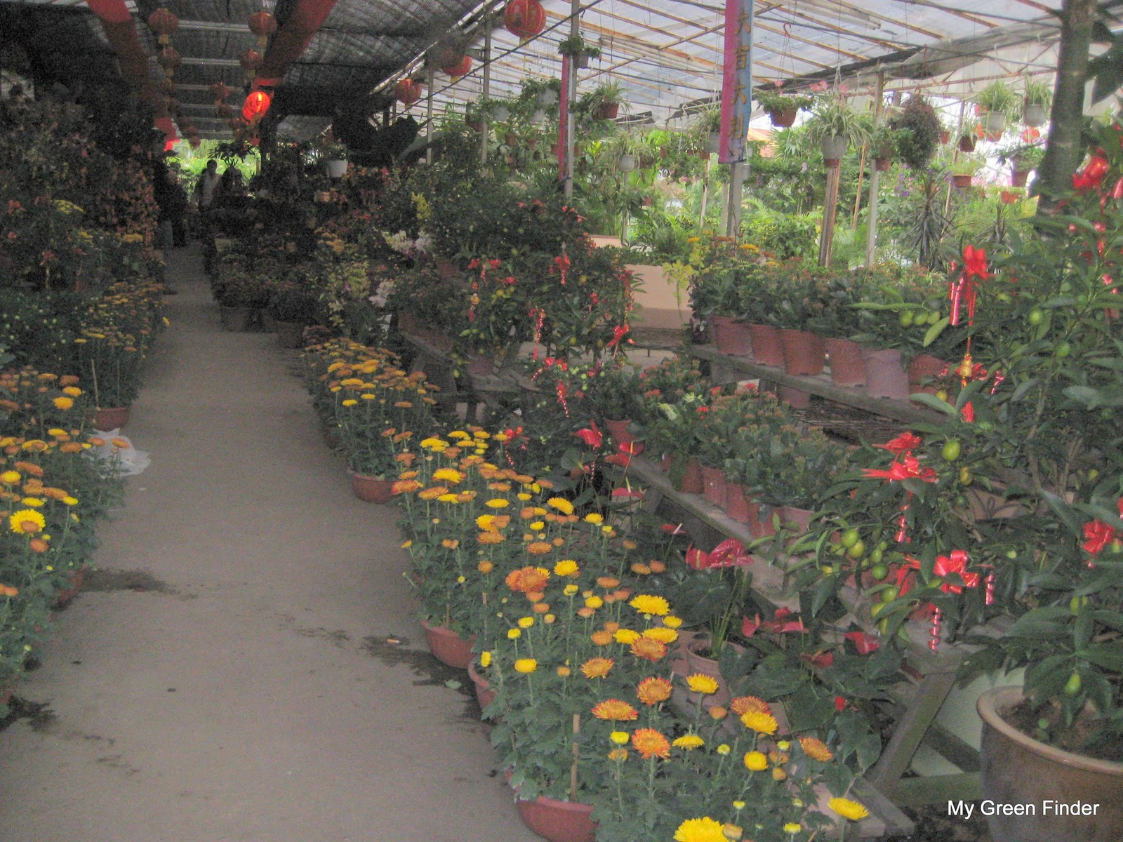 MY GREEN FINDER | Plant Vendors: Springleaf Garden