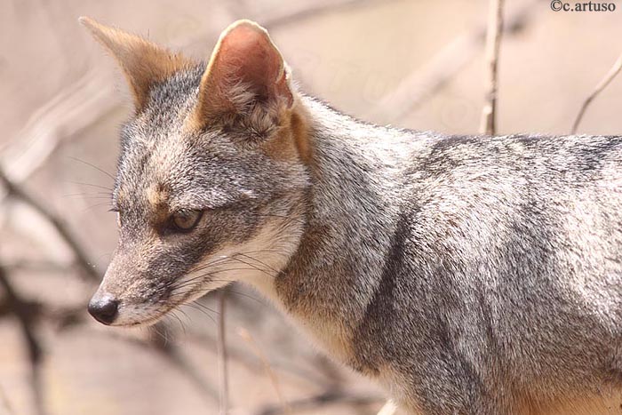 Christian Artuso: Birds, Wildlife: Peru: Part 2 - Dry Forests