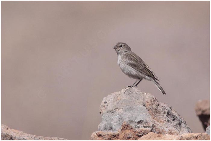 Christian Artuso: Birds, Wildlife: Peru: Part 3 - Ascending the Western ...