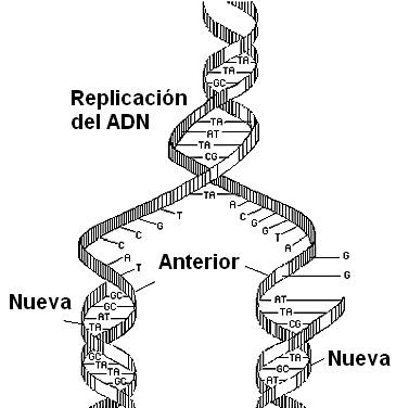 superbiology: LA FORMACIÓN DEL ADN.