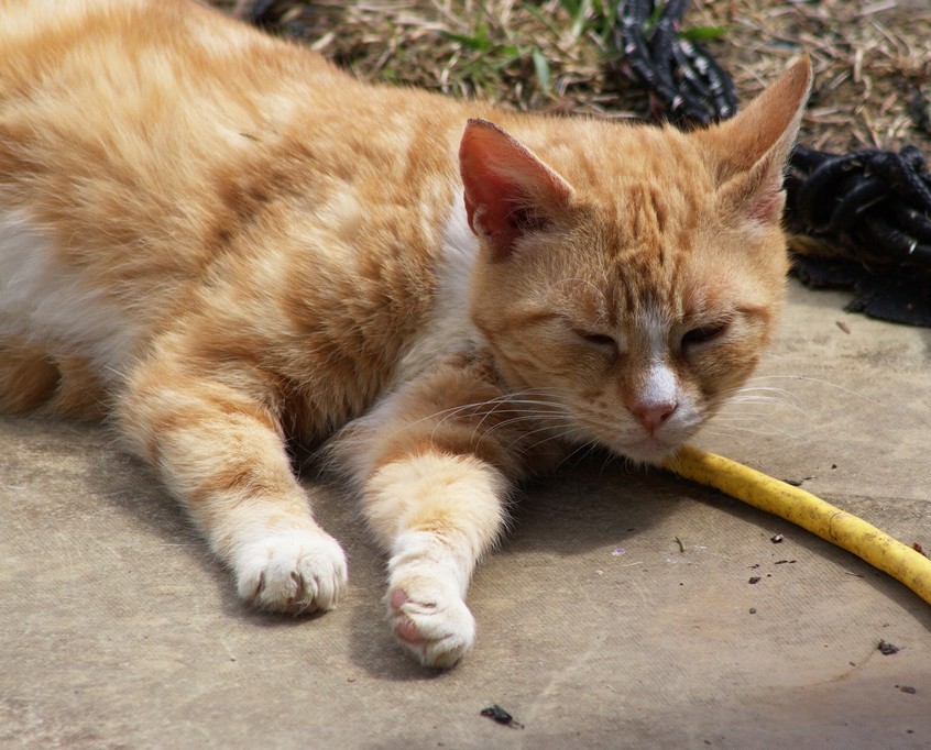 Orange Kitty In the Sun - Feral Cat Photo of the Day