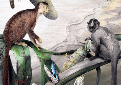 Prof. Marcos Torres: Origem dos antropoides