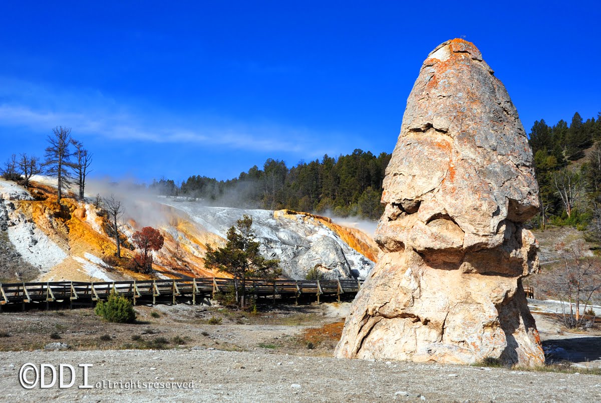 Following the Birds: Mammoth Hot Springs at Yellowstone National Park