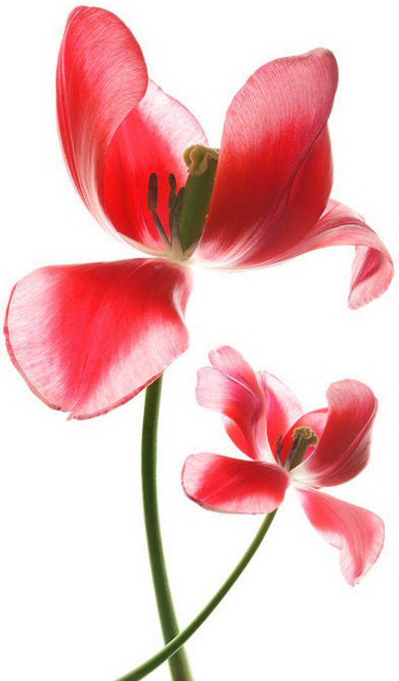 FoxyLoad: Amazing Flower Art