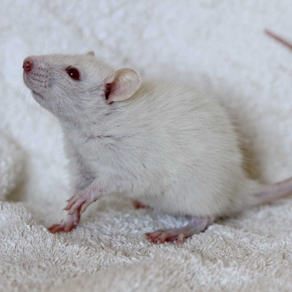 Rats From Mars Fancy Rat Rattery Phoenix Arizona Harley Dumbo Rats