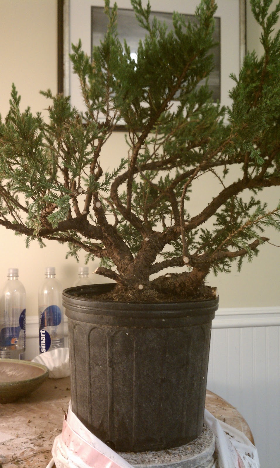 Bodhisattva Bonsai: 2010