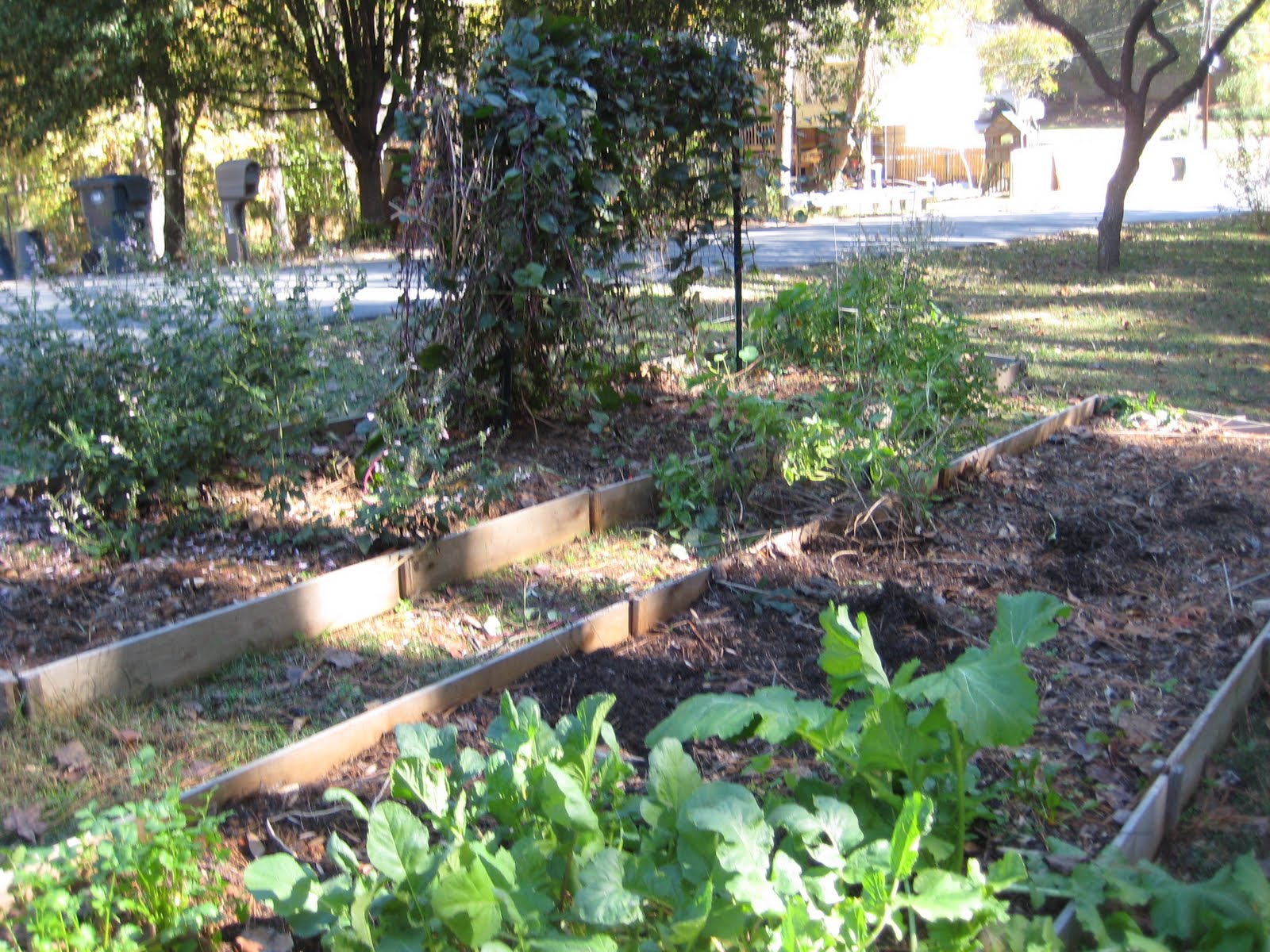 ATLANTA VEGGIES : Fall Garden Clean-up
