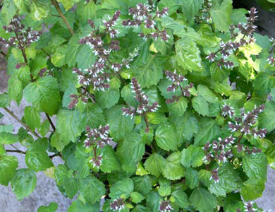 Pokok Nilam, Benih Nilam, Ladang Nilam, Minyak Nilam dan Segalanya ...