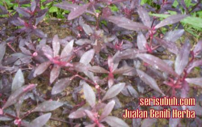 Jualan Benih Anak Pokok Herba dan Koleksi Artikel.: Keremak Merah ...