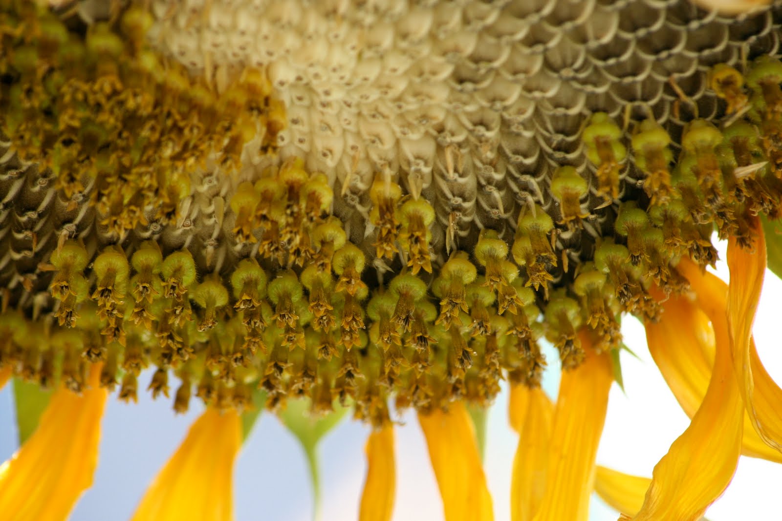 Lilly and the brothers: Sunflower Surprise