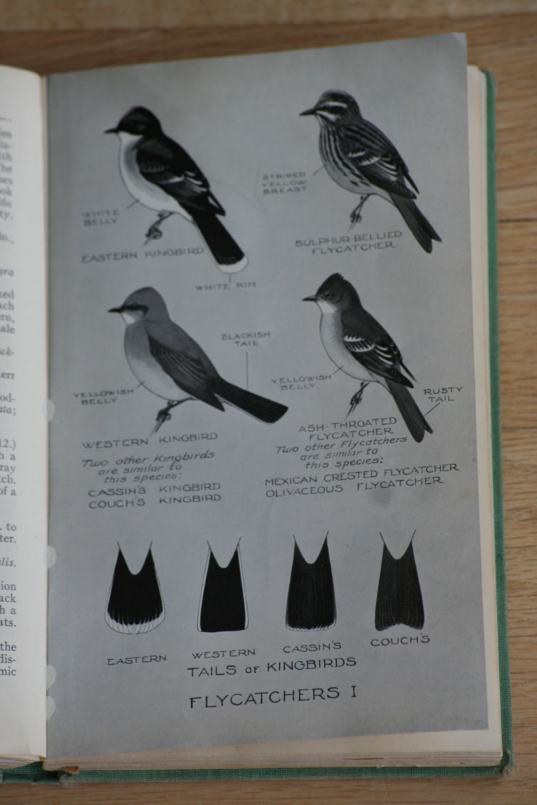 Picnics in the Park: Vintage Books: Field Guides