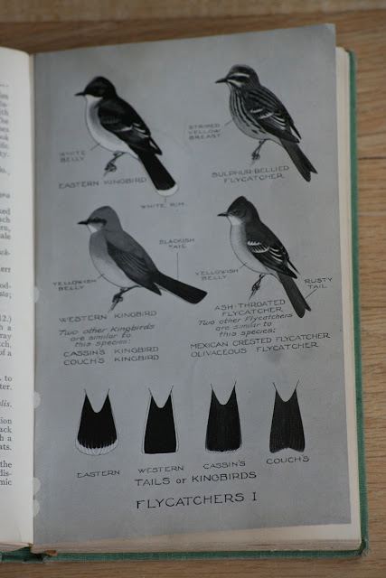 Picnics in the Park: Vintage Books: Field Guides