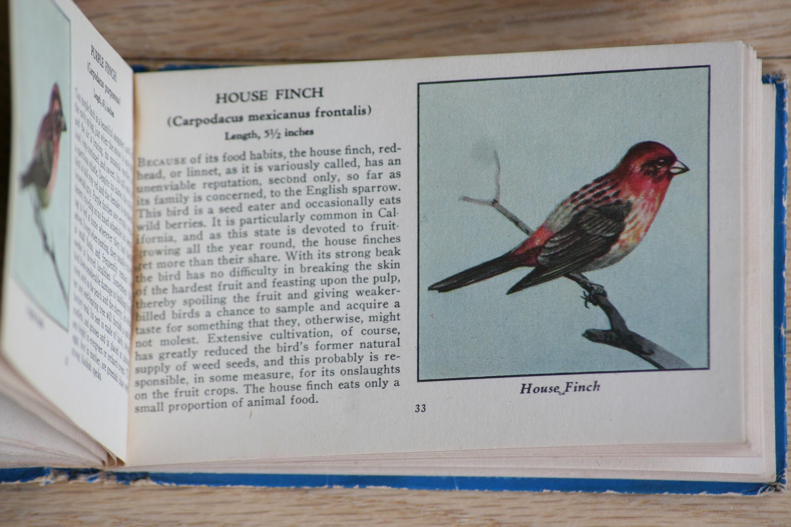 Picnics in the Park: Vintage Books: Field Guides