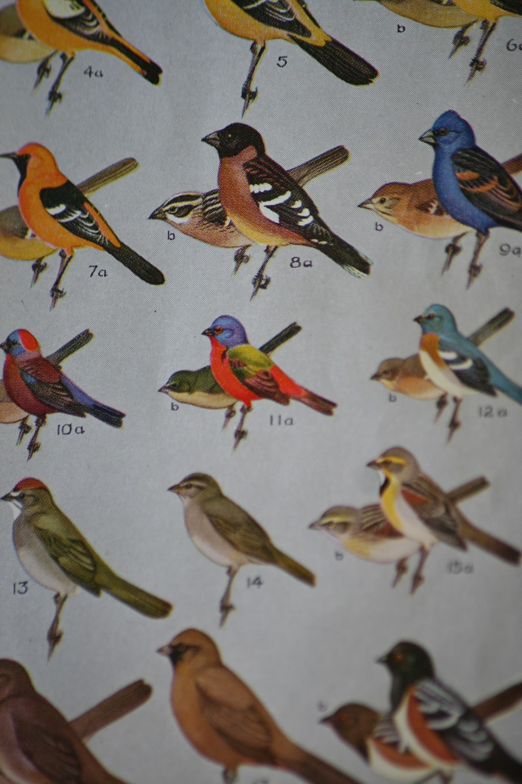 Picnics in the Park: Vintage Books: Field Guides