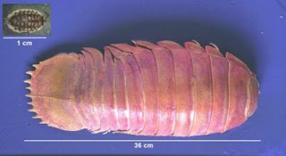 E.S.O. es Ciencia: Bathynomus giganteus Bicho Bola Alien!!!