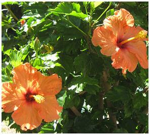 Trees and Herbs (with medicinal value): Gumamela (Hibiscus rosa ...