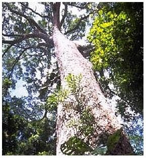 Trees and Herbs (with medicinal value): Mahogany (Sweitenia ...