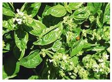 Trees and Herbs (with medicinal value): Balanoi or Sweet Basil (Ocimum ...